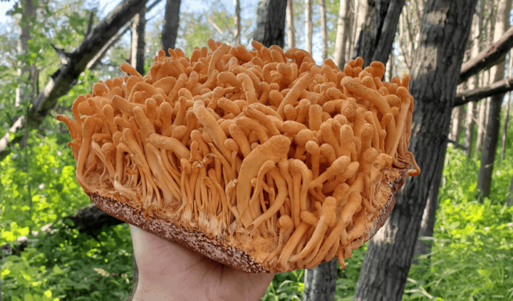 6 Scientifically Proven Cordyceps Benefits – Body and Mind Botanicals UK
